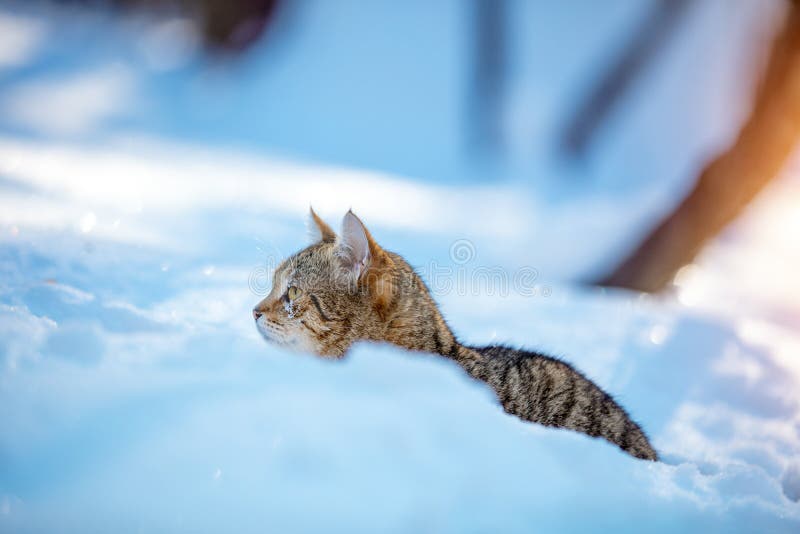 Cat Walking in the Deep Snow Stock Photo - Image of siberian, garden ...