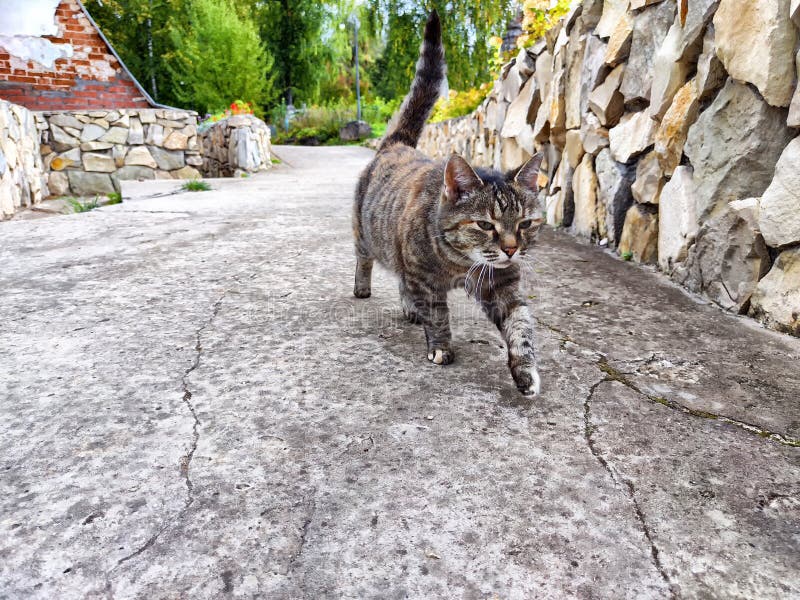 Cat Walking Down a Stone Pathway in a Tranquil Garden Setting on a ...