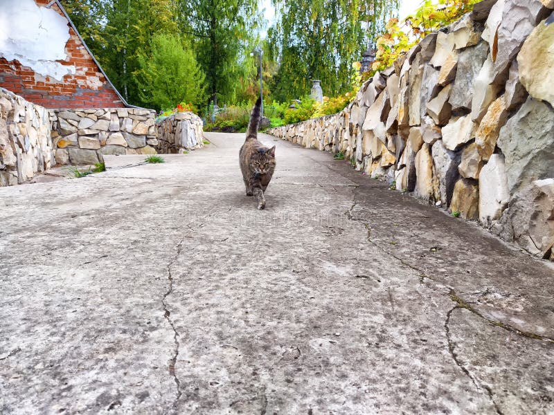 Cat Walking Down a Stone Pathway in a Tranquil Garden Setting on a ...