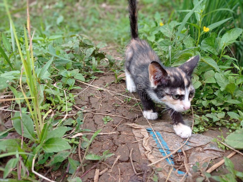 Cat Walking on the Edge of the Rice Fields Stock Photo - Image of plant ...