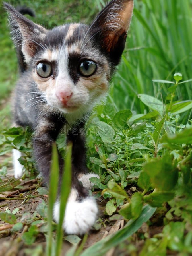 Cat Walking on the Edge of the Rice Fields Stock Image - Image of ...