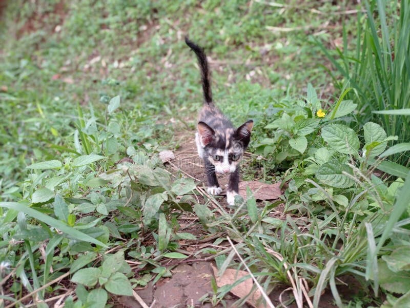Cat Walking on the Edge of the Rice Fields Stock Photo - Image of leaf ...