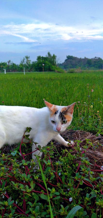 A Cat Walking on the Edge of the Rice Fields Stock Image - Image of ...