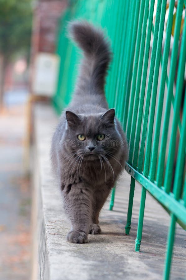 Cat walking on a fence stock image. Image of outdoor - 176597185