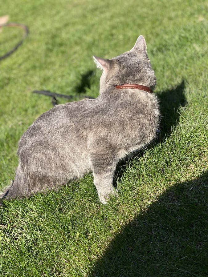 The cat is walking stock image. Image of walking, grass - 189827941