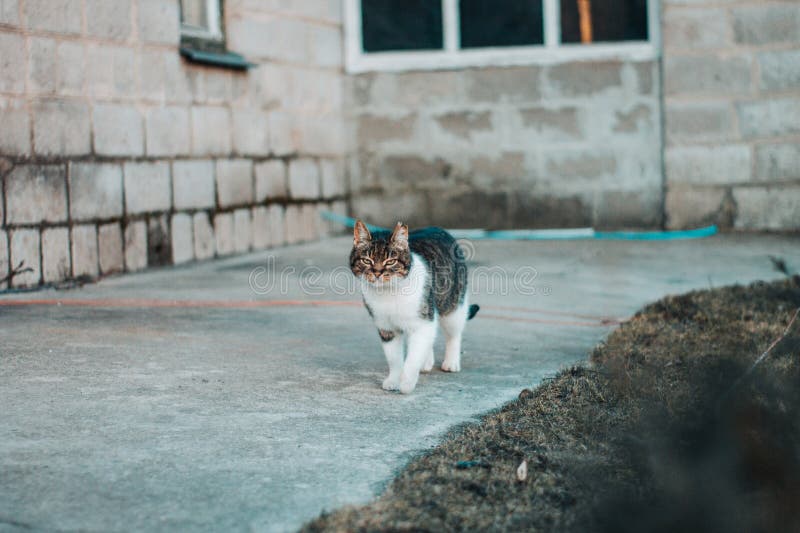 The Cat is Walking. on the Hunt Stock Photo - Image of footwear, person ...