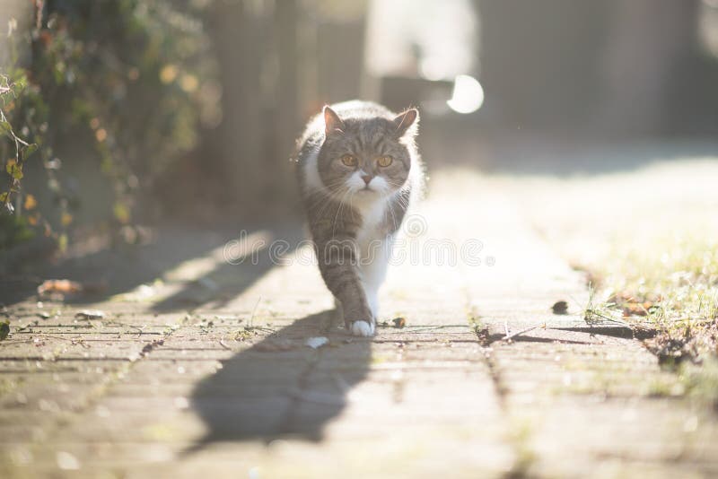 Cat Walking Outdoors in Backlight Stock Photo - Image of curiosity ...