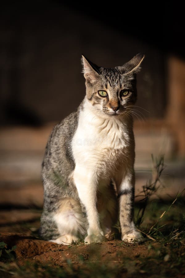 Cat Walking Outside on a Summer Day Feline Stock Image - Image of ...