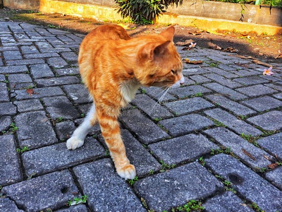 A Cat Walking on a Paved Road Stock Image - Image of paved, legs: 388767015