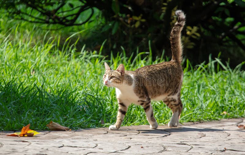 The Cat is Walking on the Pavement in the Park. Stock Image - Image of ...