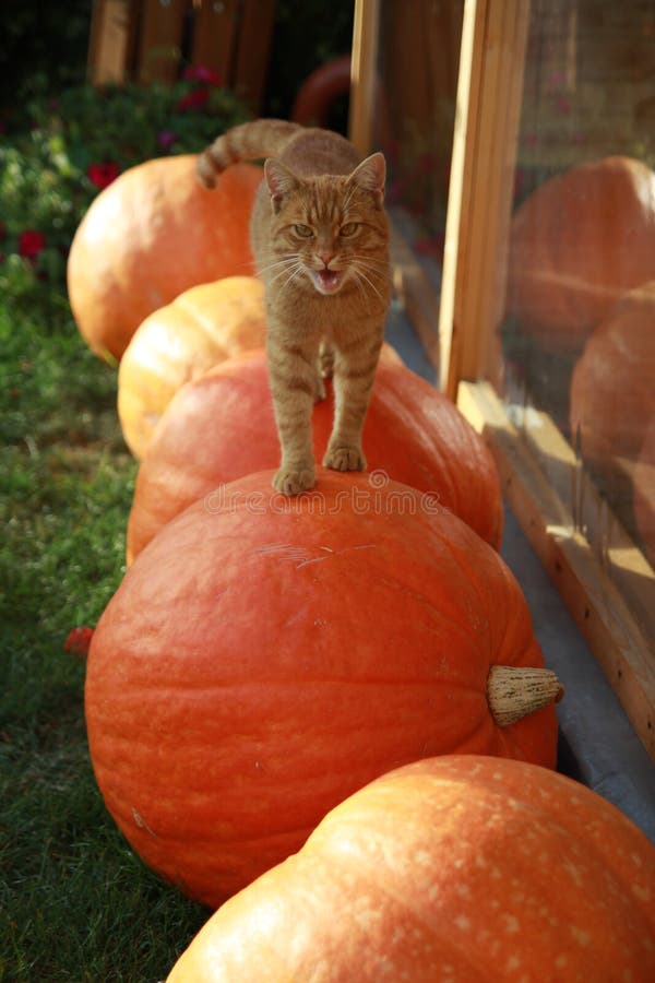 Cat Walking on the Pumpkins Stock Photo - Image of autumn, farming ...
