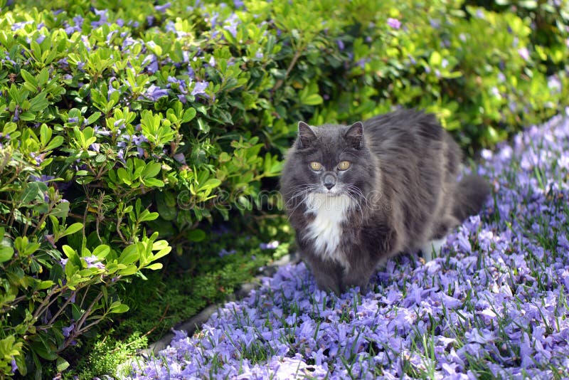 Cat Walking On A Purple Carpet Of Jacaranda Tree Flowers. Stock Image ...