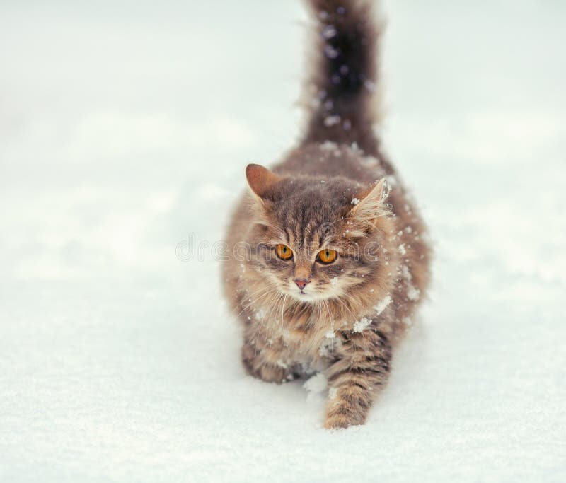 Cat walking on the snow stock photo. Image of sneak, black - 49530398