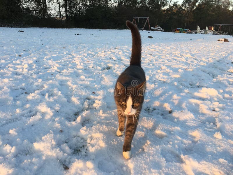 Cat Walking in snow stock image. Image of winter, walking - 85185793
