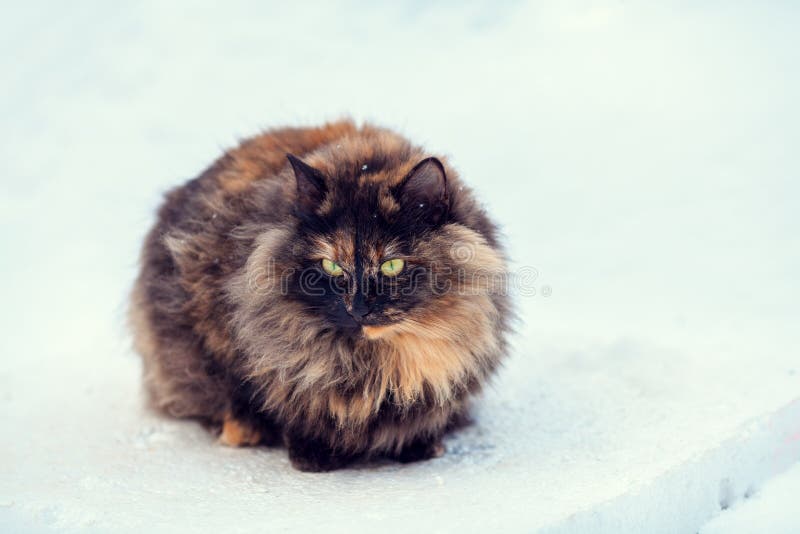 Cat walking in snow stock photo. Image of nature, kitty - 83668304