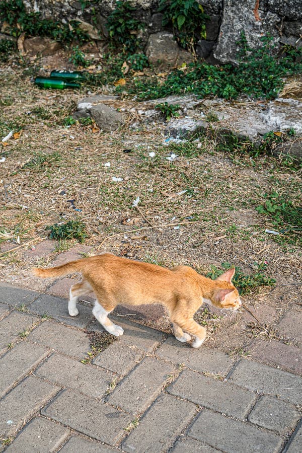 A Cat that is Walking with a Stomp Stock Image - Image of outdoor ...