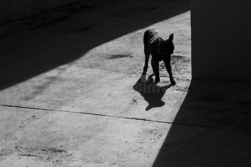 A cat walking in the sun. stock image. Image of early - 243716659