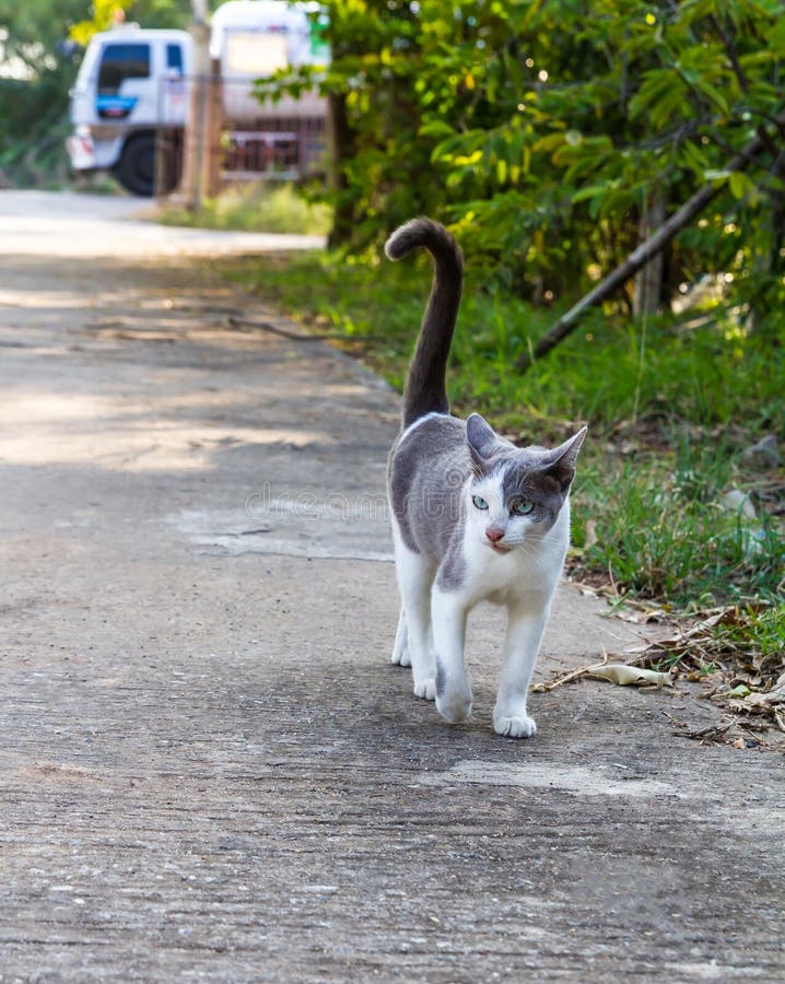Cat walking stock photo. Image of performance, paved - 47043656