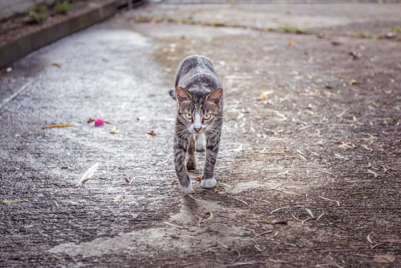 Cat walking toward camera stock photo. Image of outdoor - 98412232