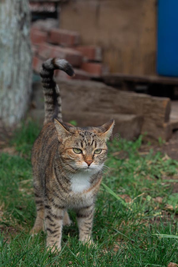 Cat walks in the backyard stock image. Image of alone - 189809881