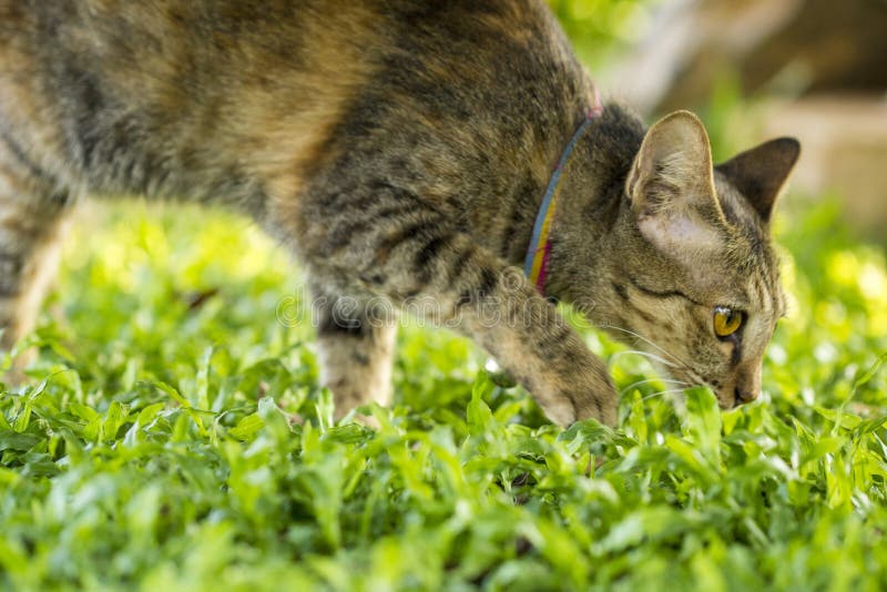 Cat Walks in the Grass Field Stock Photo - Image of kitty, orange: 52774506