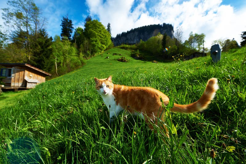Cat walks in the meadow stock image. Image of cute, animal - 32355083
