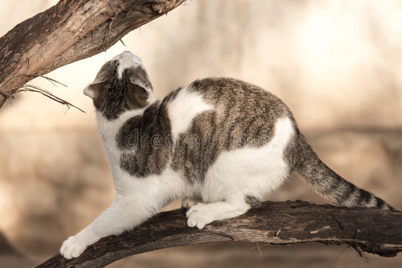 The Cat Walks on the Nature Stock Photo - Image of outdoors, purebred ...