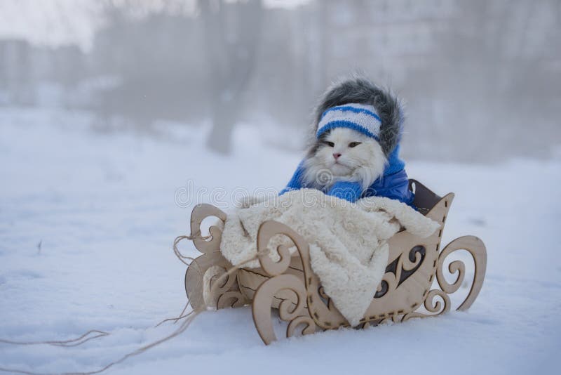 Cat Walks in Sledge Frosty Day Stock Image - Image of house, cold: 64501941