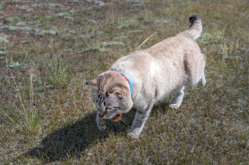 Cat Walks on the Summer Field. Top Side View. Stock Photo - Image of ...