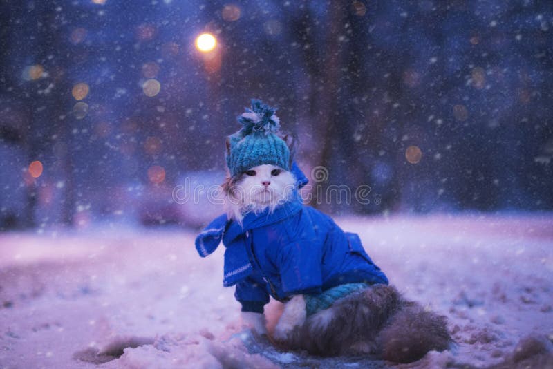 Cat in winter clothes stock photo. Image of studio, sweater - 37728782