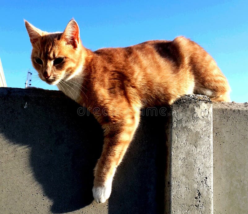 Cat on the Wall stock image. Image of ginger, animal - 44182397