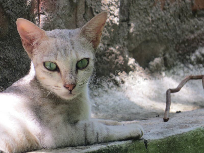 A cat on a wall at noon stock photo. Image of whiskers - 229219964