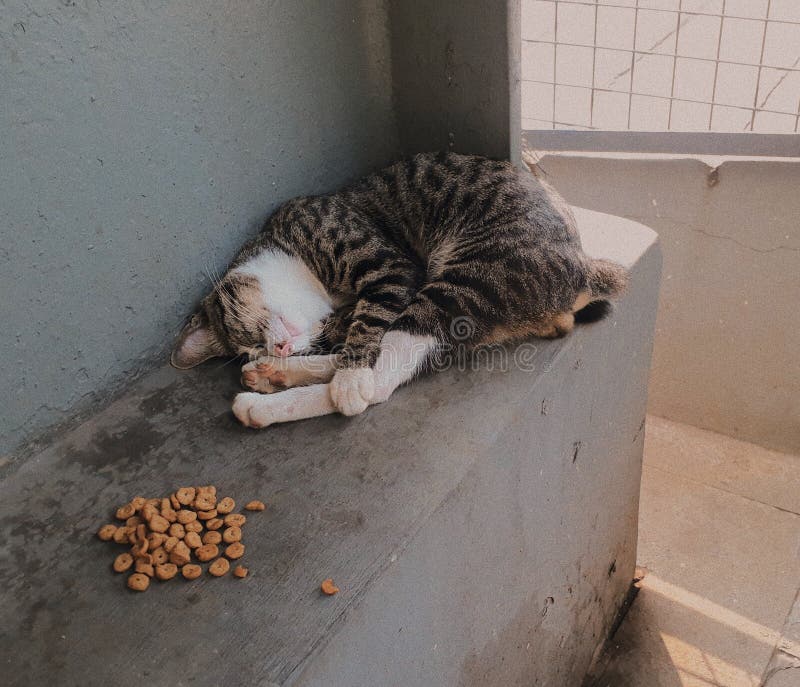 Cat wants cuddle stock photo. Image of stray, street - 262051962