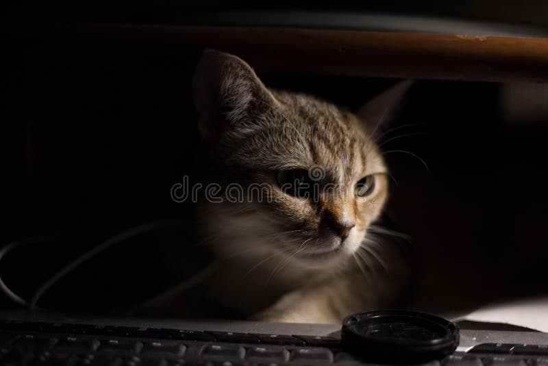 The Cat Wants Love and Affection, and Therefore is Ready To Prevent a ...