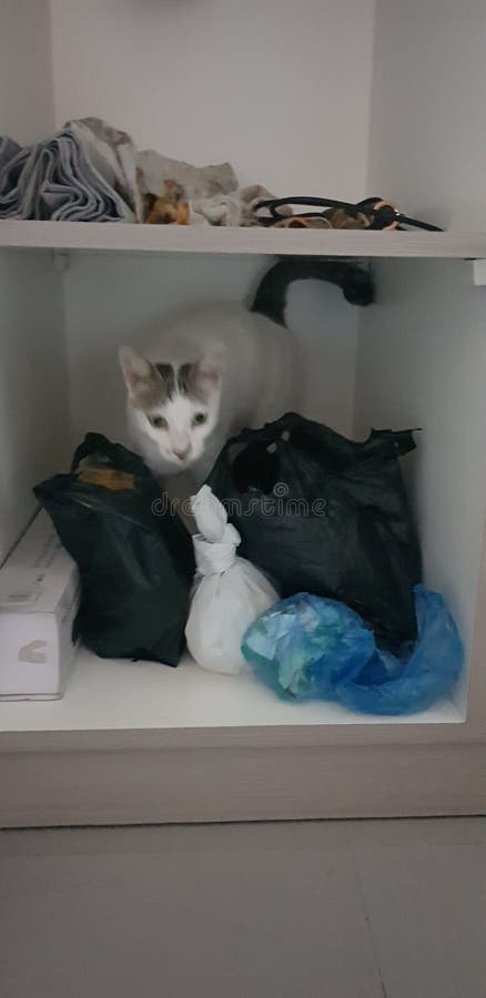 672 Cat Wardrobe Stock Photos - Free & Royalty-Free Stock Photos from ...