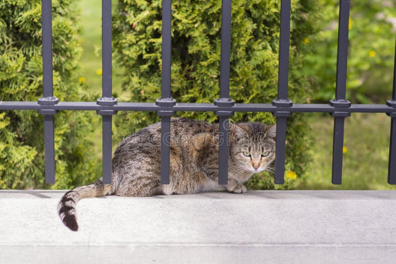 A Cat Warming Its Fur on a Wall Under a Metal Fence. Day Stock Photo ...