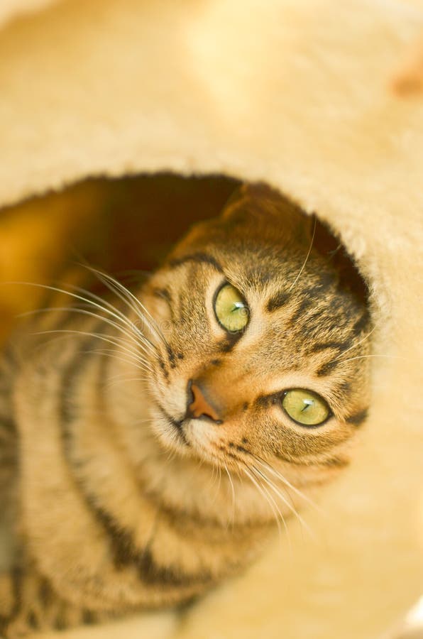 Cat Picture. Image: 80526377