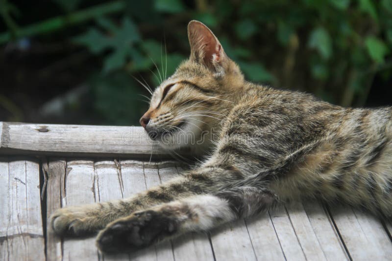 The Cat Was Fast Asleep on the Bamboo Table. Stock Photo - Image of ...