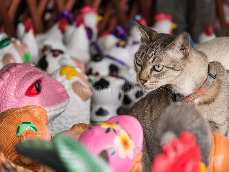 Cat Was Going To Quarrel with a Doll Stock Photo - Image of away ...