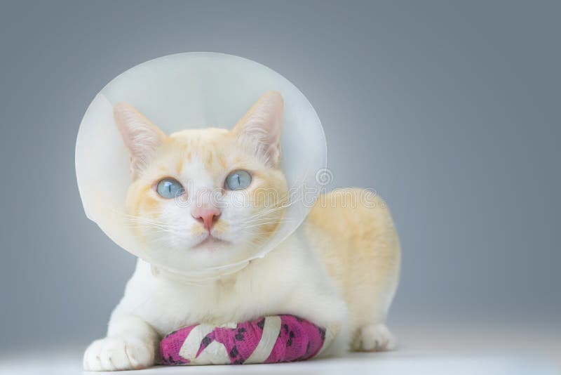 The Cat Was Injured in the Leg Stock Photo - Image of medical, domestic ...