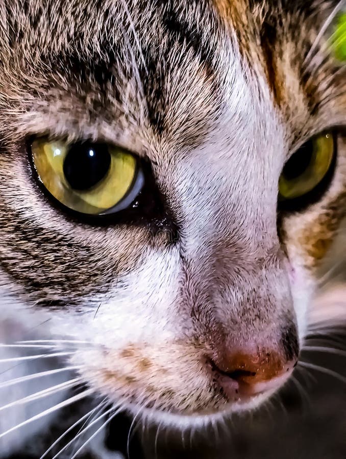A Cat Was Looking Intently Down Stock Image - Image of animal, head ...