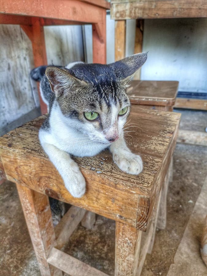 The Cat Was Sitting on a Chair with a Sharp Gaze Stock Photo - Image of ...