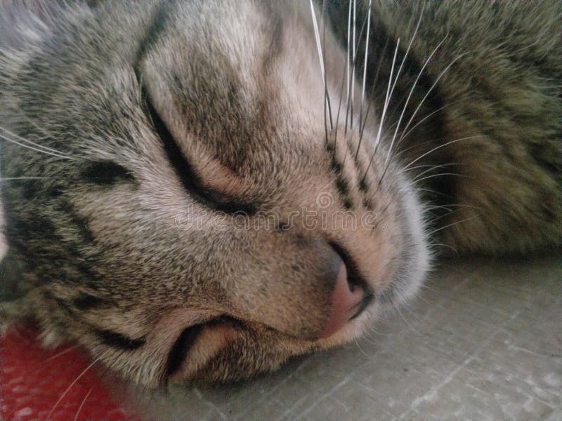 This Cat Was Tired and Fell Asleep Soundly Stock Image - Image of ...