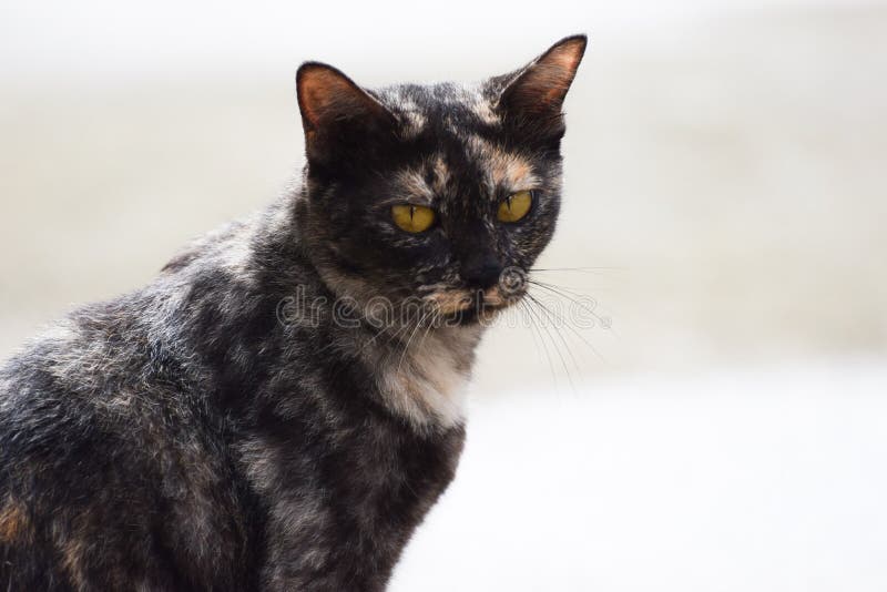 The Cat Was Turning Back this Way with Fierce Eyes. Stock Photo - Image ...