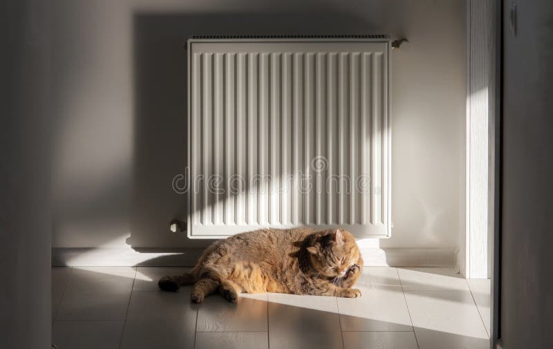 The Cat Washes Near a Warm Radiator. a Steel Panel Heating Radiator ...