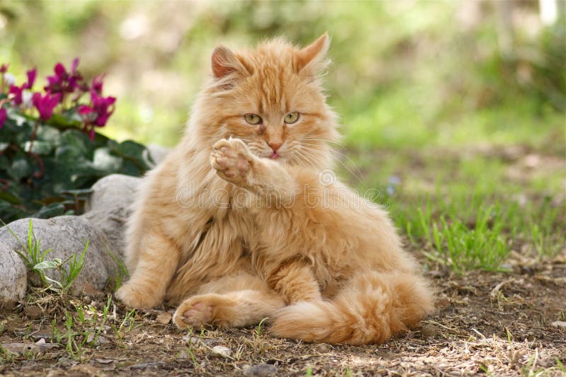 Cat washing stock image. Image of orange, mammals, feline - 4911421