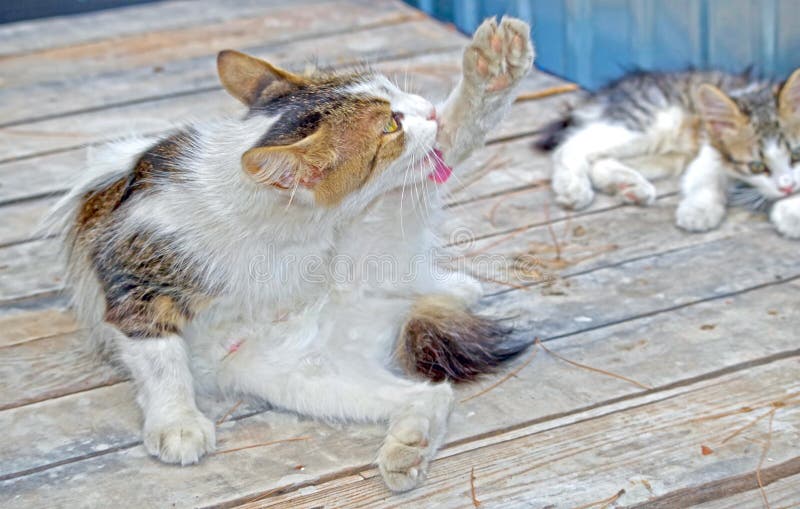 Cat washing itself stock photo. Image of portrait, face - 126146866