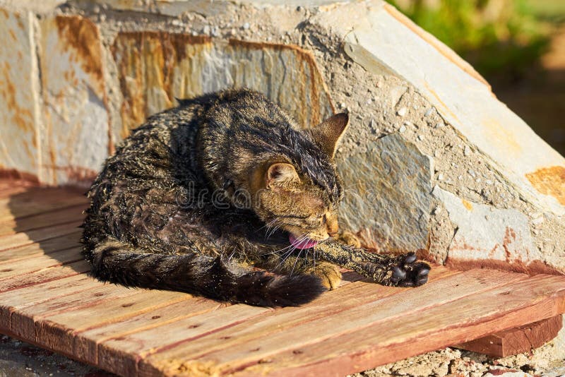Cat is Washing Itself on a Bench. Stock Image - Image of furry, nature ...