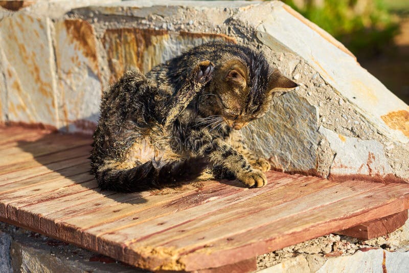 Cat is Washing Itself on a Bench. Stock Photo - Image of closeup, bench ...