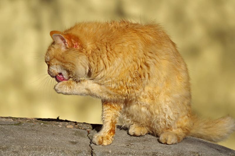 669 Cat Washing Itself Photos - Free & Royalty-Free Stock Photos from ...